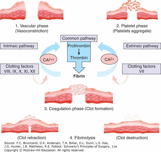 Coagulation Mechanisms | AccessMedicine Network
